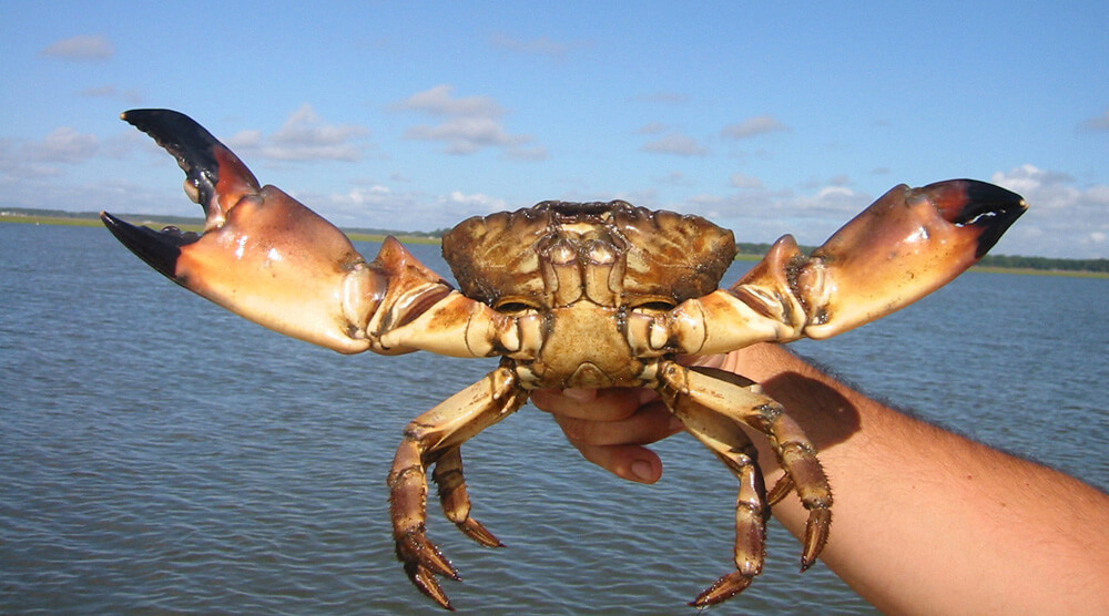 2020 Stone Crab Season – FLOCAL